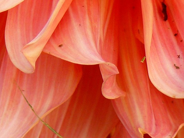 The Life Cycle of Dahlias | MOONSIDE