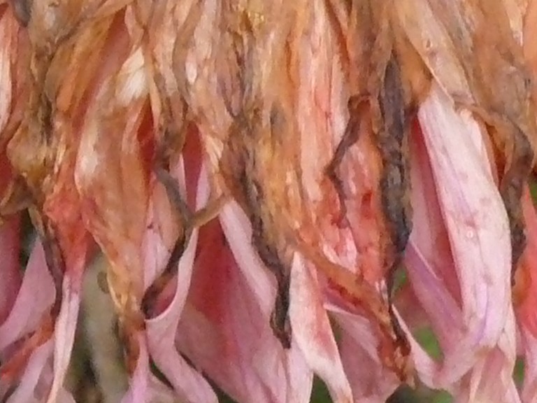 The Life Cycle of Dahlias | MOONSIDE